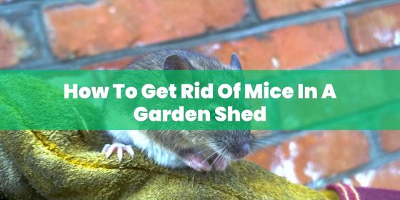 How To Get Rid Of Mice In A Garden Shed. Gardeners Advice.